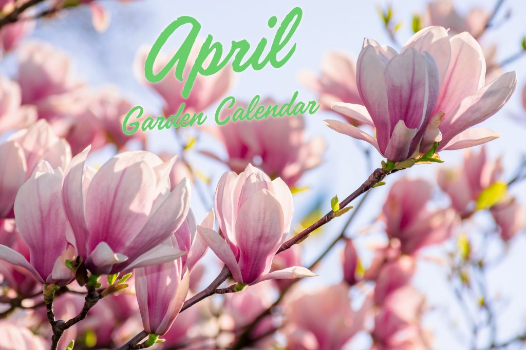 Lafayette County Master Gardeners: April Garden Calendar – The Local Voice